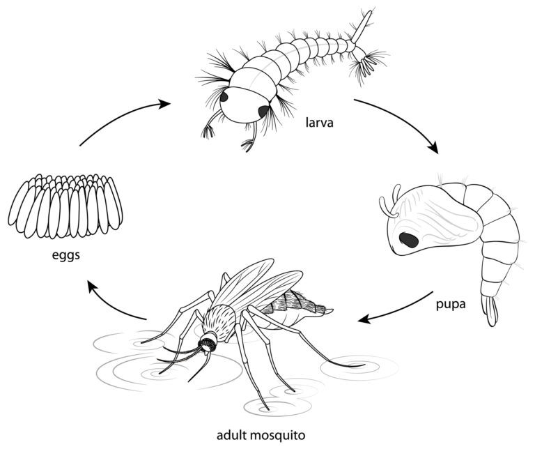 Pest Treatment Services - Avayda Pest Control