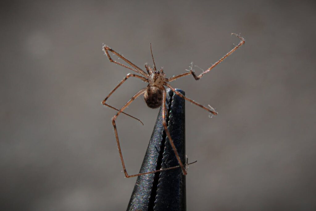 House Spider Identification & Control - Avayda Pest Control