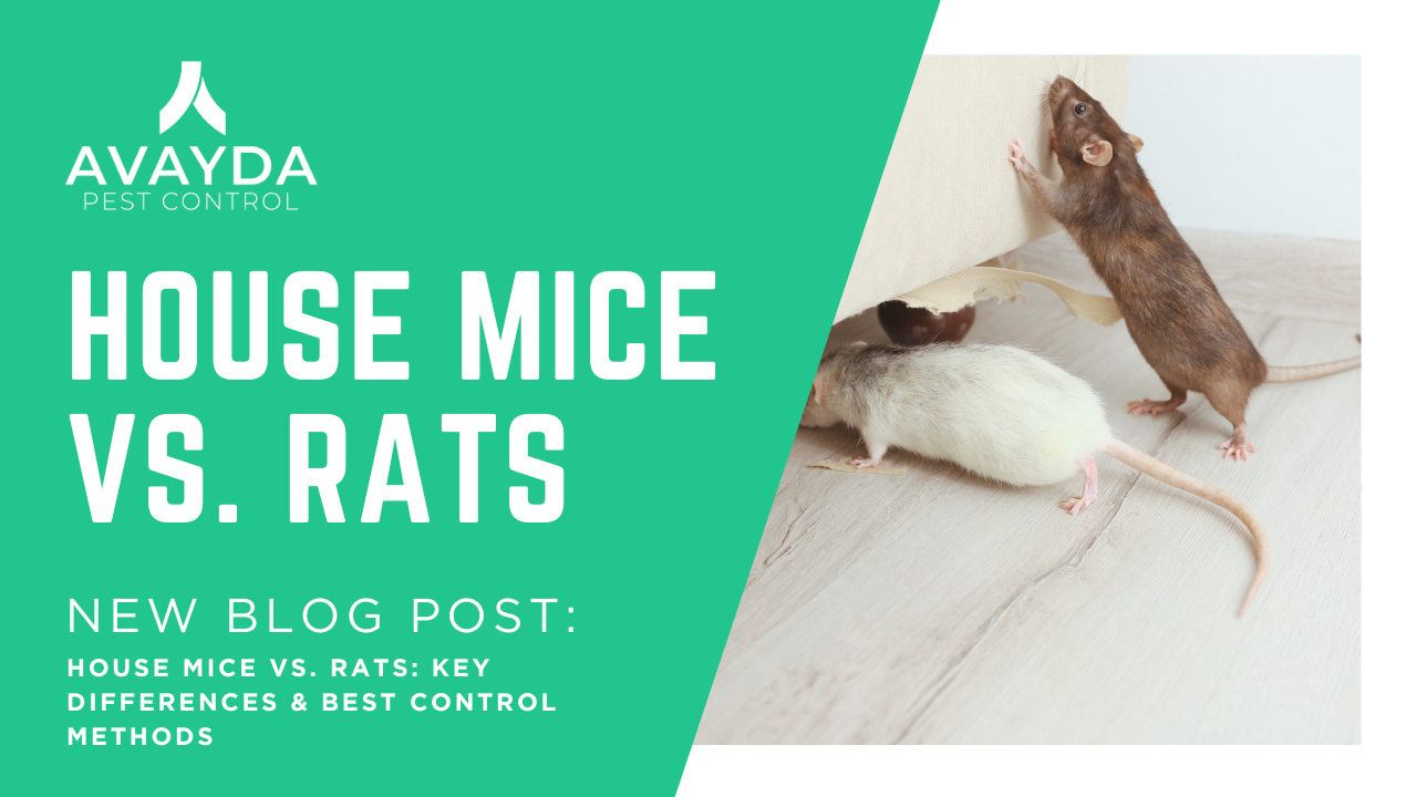 House Mouse VS. Rats (Rodent Control) - Avayda Pest Control